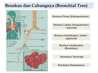 _08__Histologi_Sistema_Respiratoria-dr.Tri_1.pdf