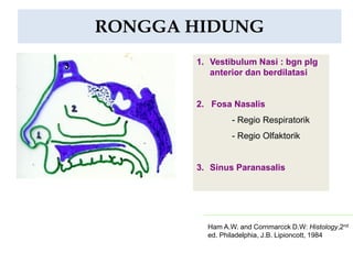 _08__Histologi_Sistema_Respiratoria-dr.Tri_1.pdf