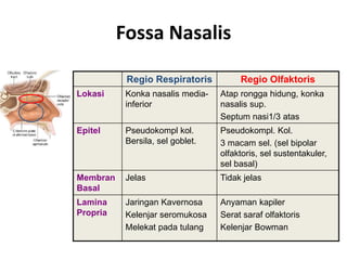 _08__Histologi_Sistema_Respiratoria-dr.Tri_1.pdf