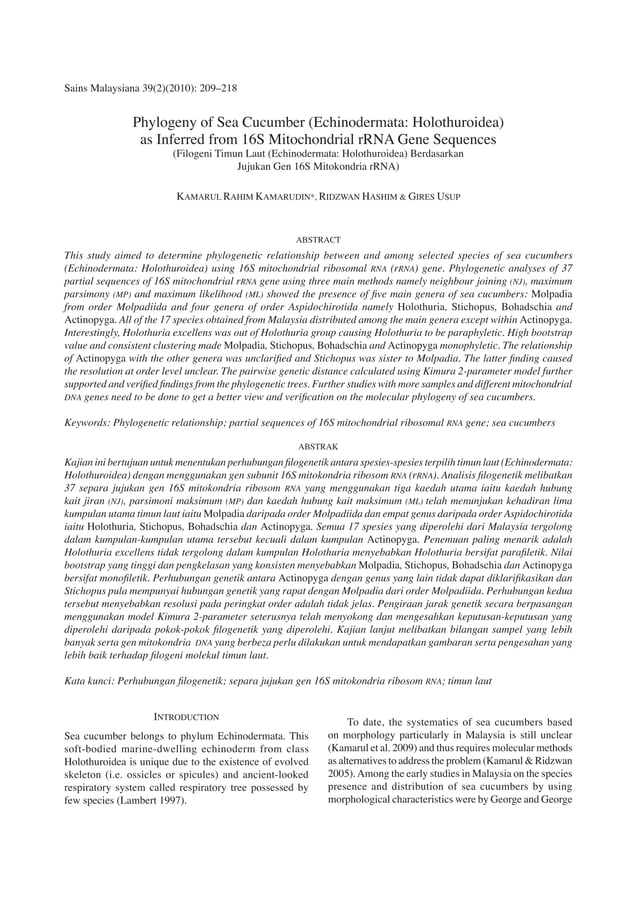 holothuriidae phylo | PDF