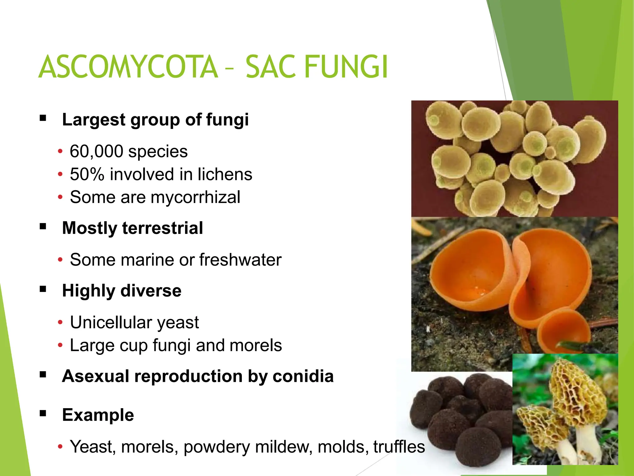 08_Kingdom_Fungi617[1].pptx