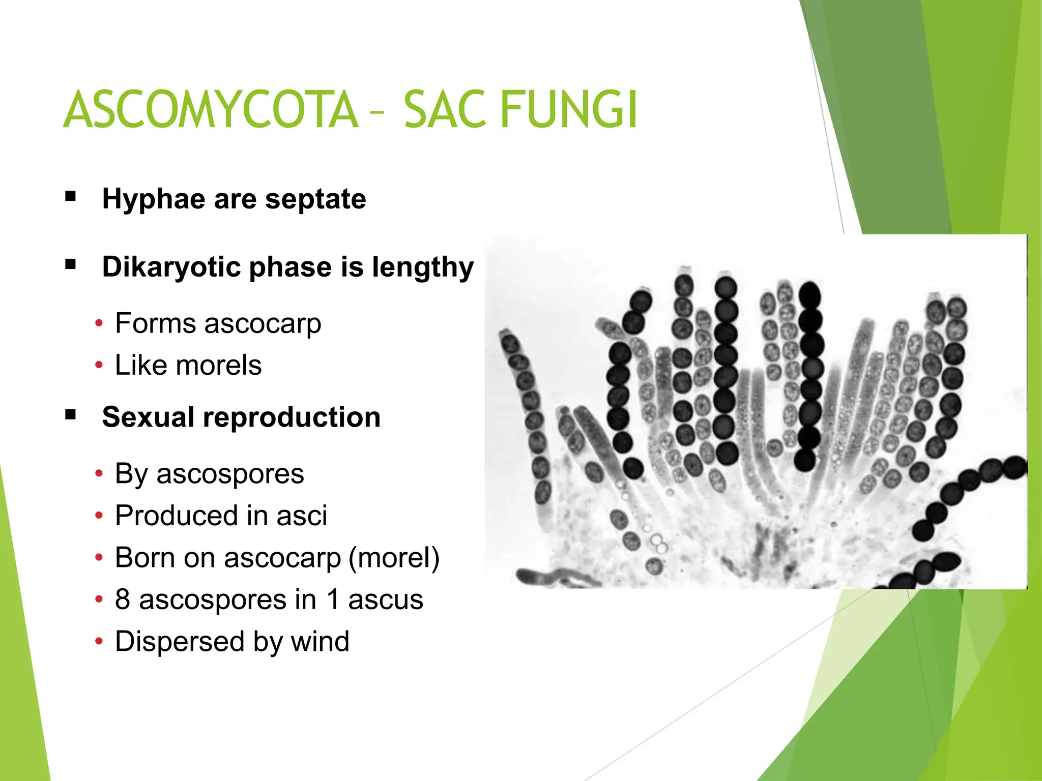 08_Kingdom_Fungi617[1].pptx