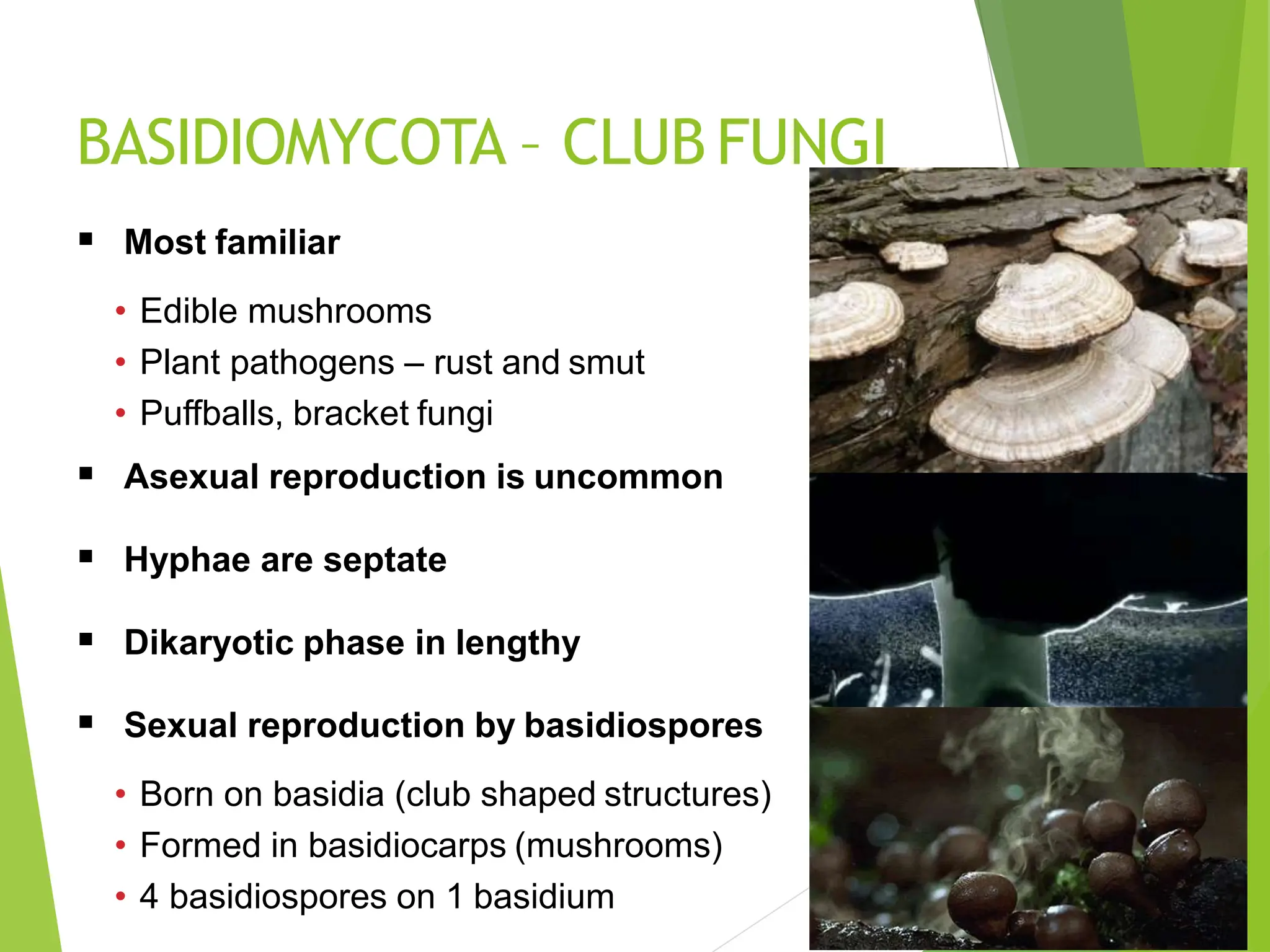 08_Kingdom_Fungi617[1].pptx