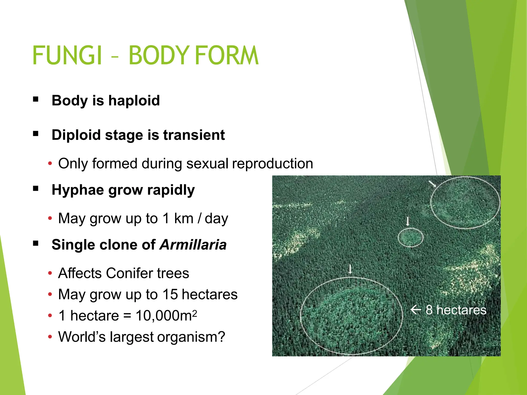 08_Kingdom_Fungi617[1].pptx
