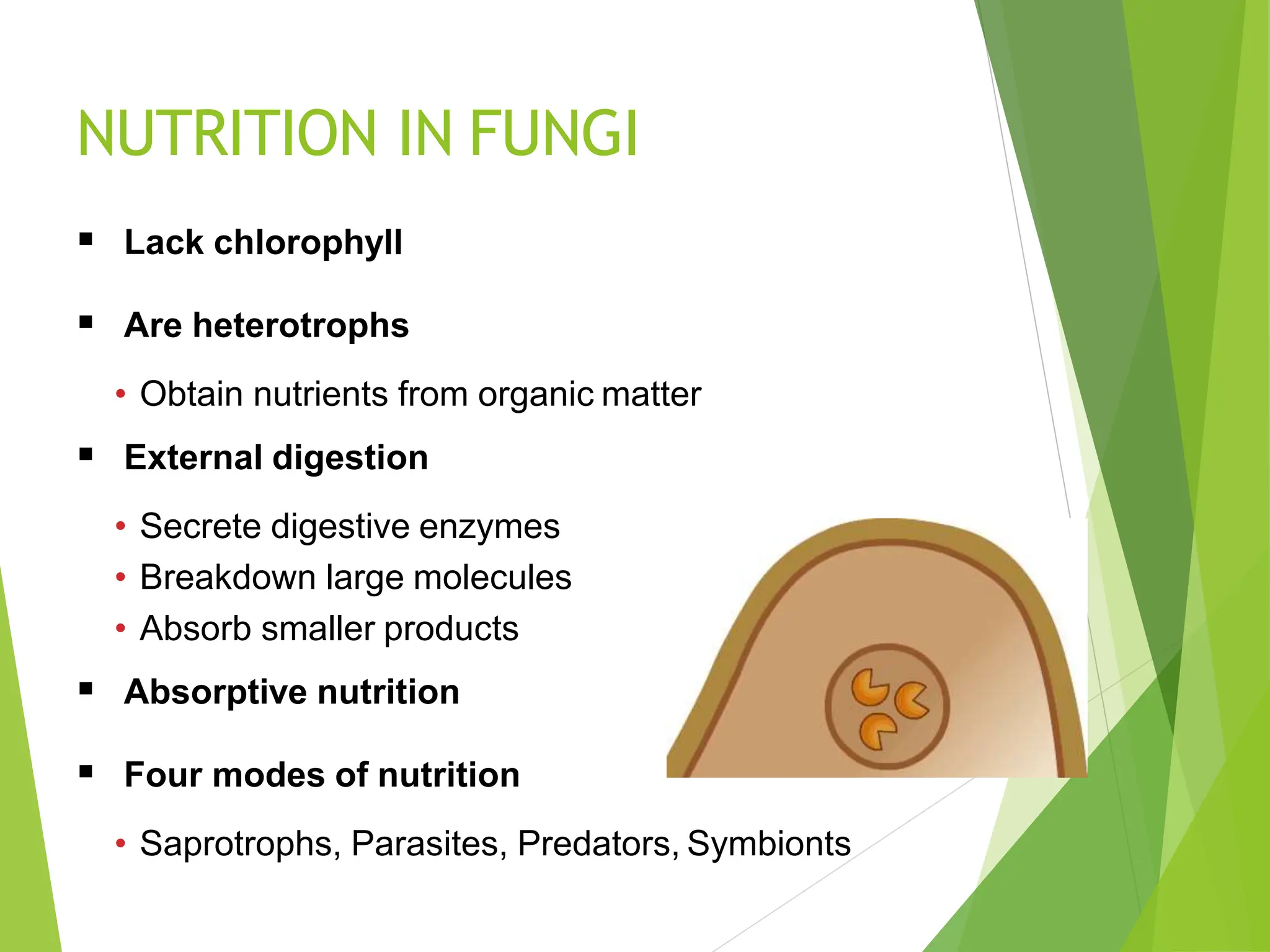 08_Kingdom_Fungi617[1].pptx