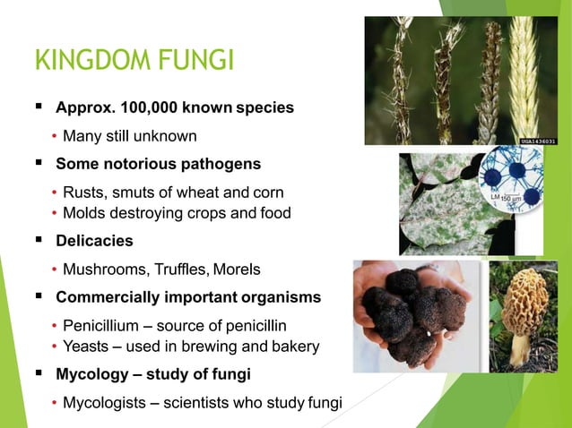 08_Kingdom_Fungi617[1].pptx