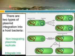 08 Kjm206 Expression Vector, Plasmid Vector | PPTX
