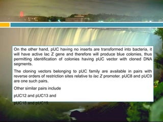 08 Kjm206 Expression Vector, Plasmid Vector | PPTX