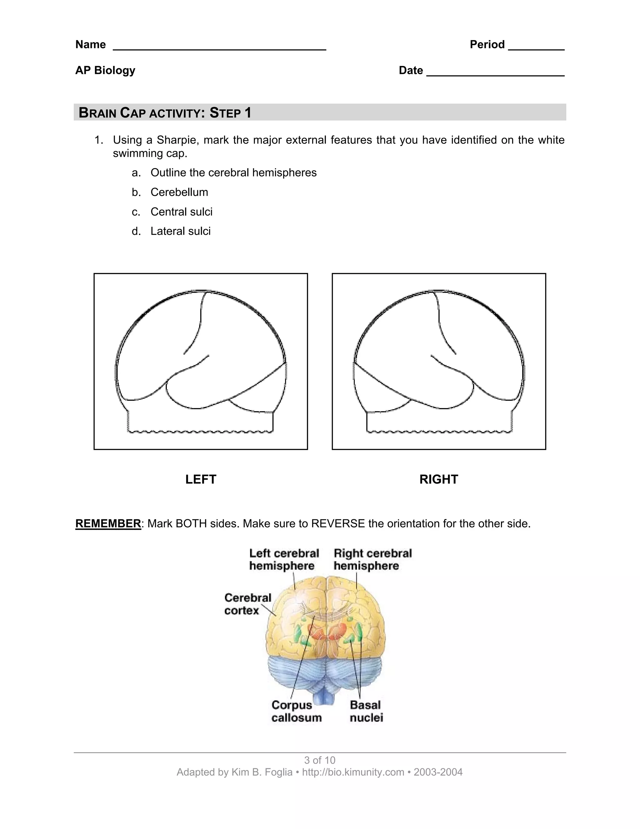 08 labbrainanatomy | PDF
