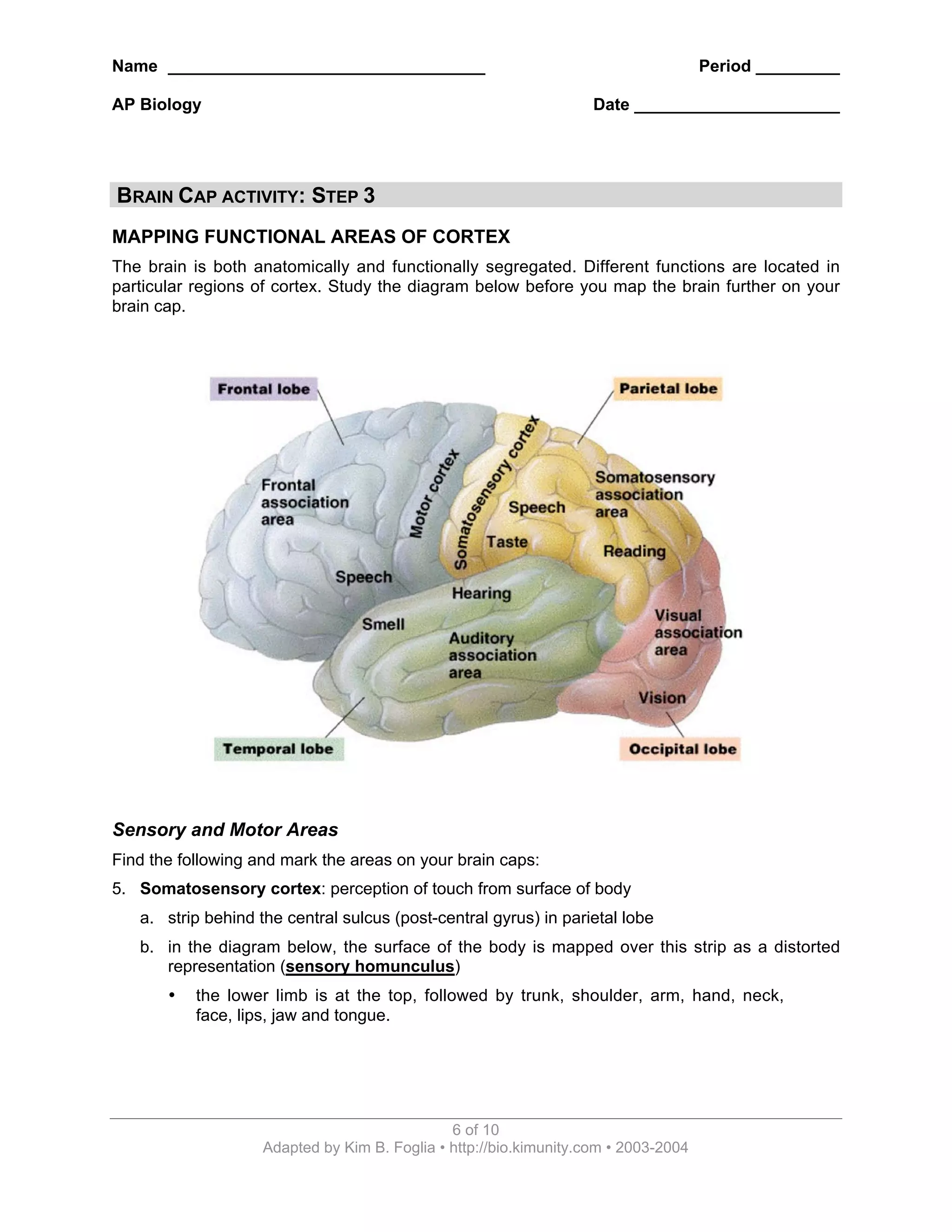 08 labbrainanatomy | PDF
