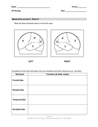 08 labbrainanatomy | PDF