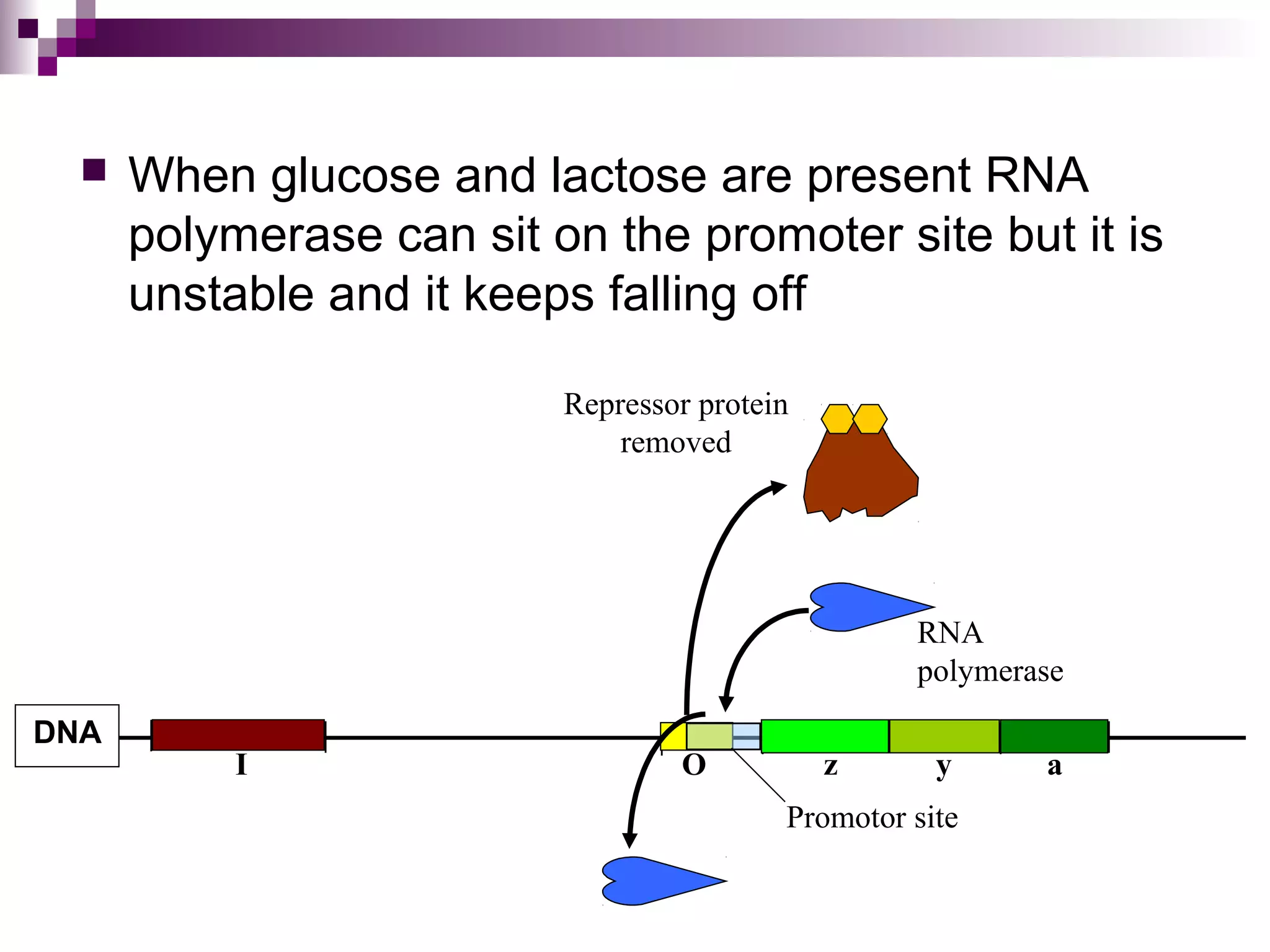 08 lac operon | PPT