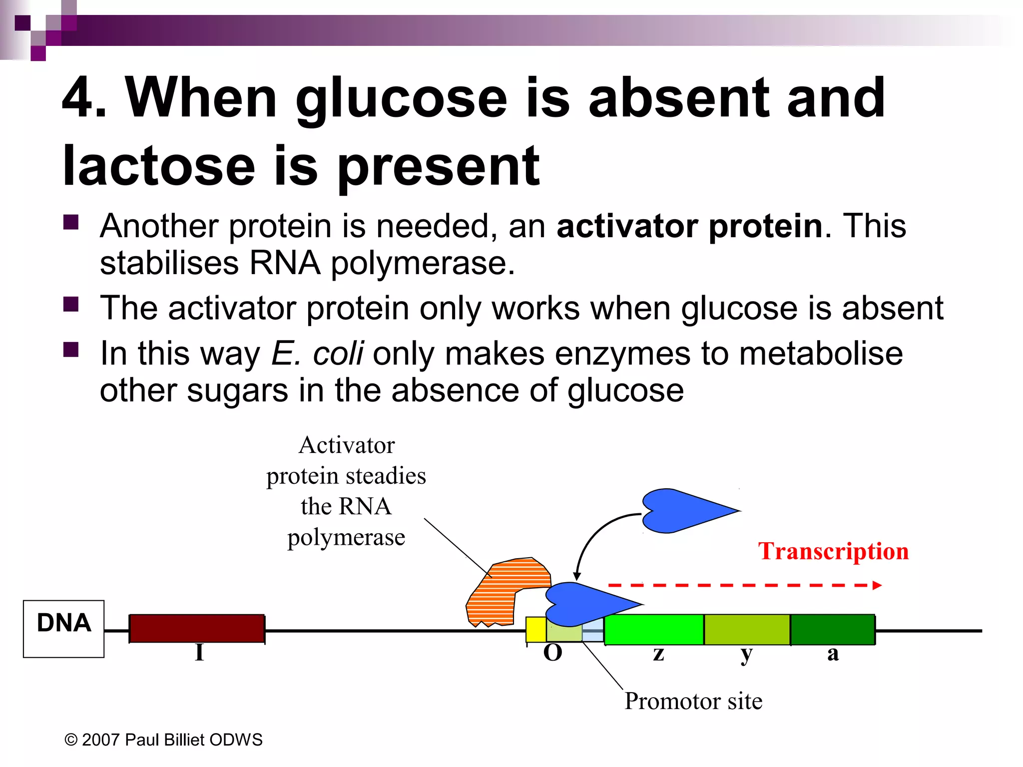 08 lac operon | PPT