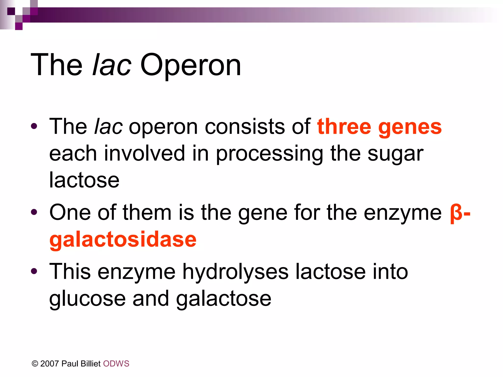 08 lac operon | PPT