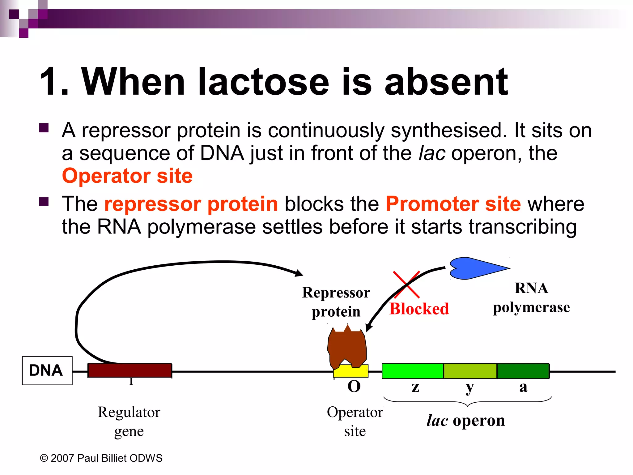 08 lac operon | PPT