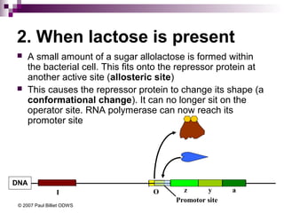 08 lac operon | PPT | Genetics | Science