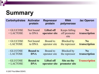 08 lac operon | PPT | Genetics | Science
