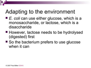 08 lac operon | PPT | Genetics | Science