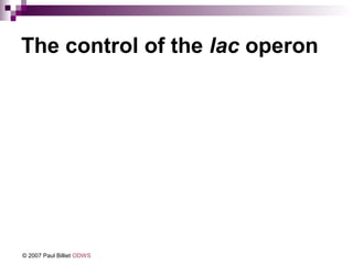 08 lac operon | PPT | Genetics | Science