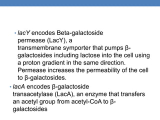 08 lac operon | PPT
