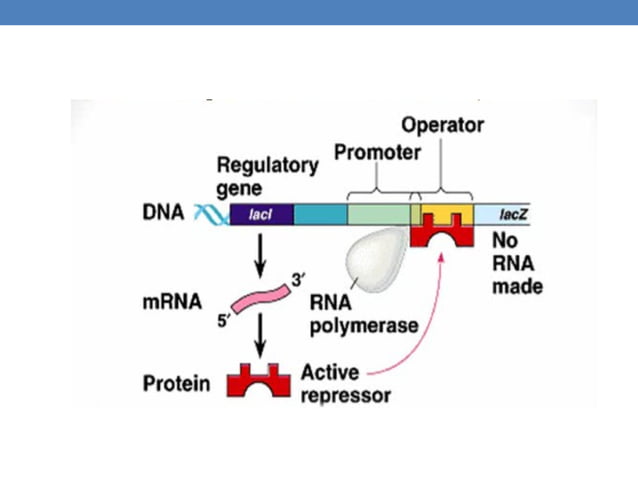 sestem operon in biologe biotechnology in cell | PPT