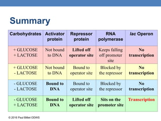 sestem operon in biologe biotechnology in cell | PPT