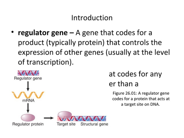 GENE REGULATION IN PROKARYOTES AND EUKARYOTES | PPT | Genetics | Science