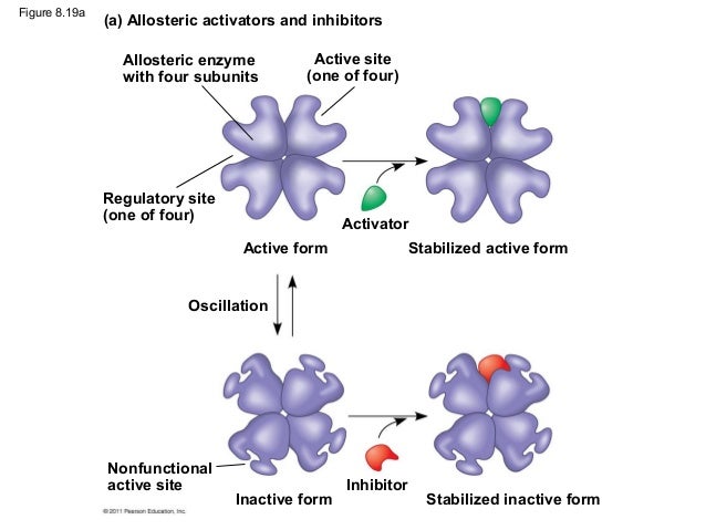 Ch 8: Introduction to Metabolism