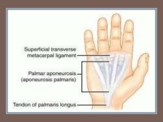 PALPATION_HAND_2018.pptx