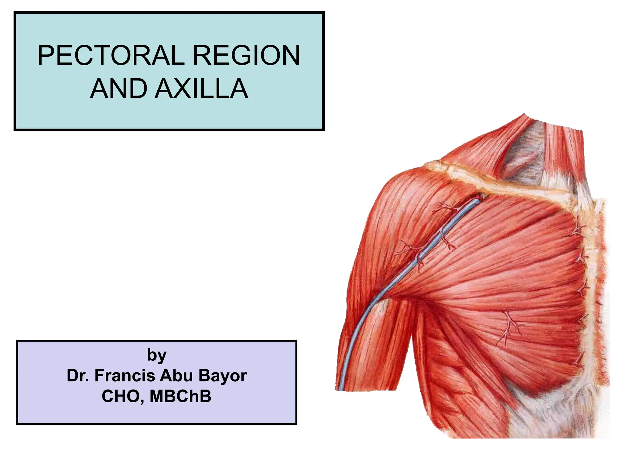 08 Pectoral region & axilla.ppt111111111 | PPT