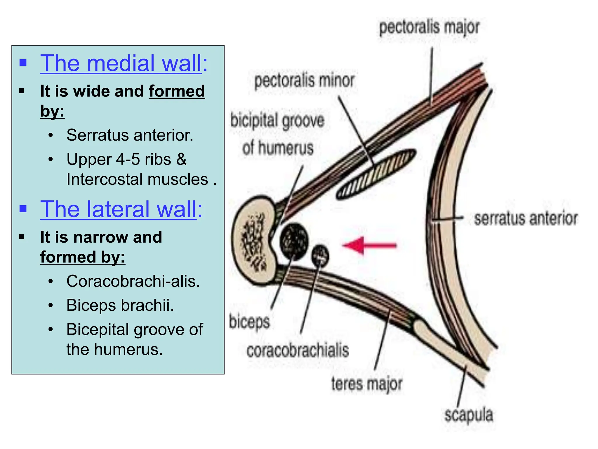 08 Pectoral region & axilla.ppt111111111 | PPT