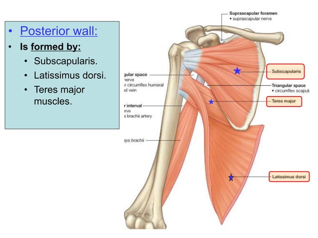 08 Pectoral region & axilla.ppt111111111 | PPT