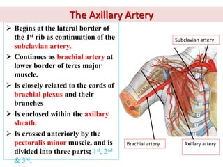 08 Pectoral region & axilla.ppt111111111 | PPT