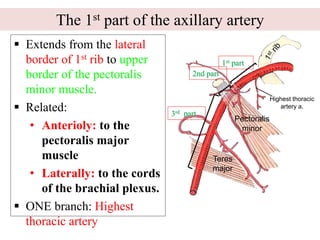 08 Pectoral region & axilla.ppt111111111 | PPT