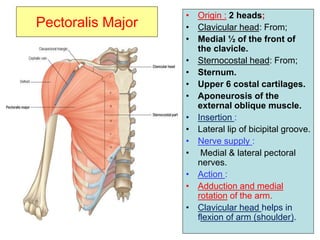 08 Pectoral region & axilla.ppt111111111 | PPT