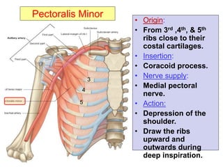 08 Pectoral region & axilla.ppt111111111 | PPT