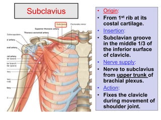 08 Pectoral region & axilla.ppt111111111 | PPT