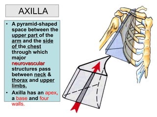 08 Pectoral region & axilla.ppt111111111 | PPT