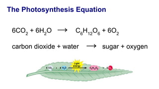 08 Photosynthesis Fifth standard characters | PPT