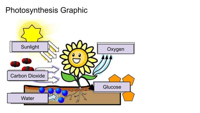 08 Photosynthesis Fifth standard characters | PPT