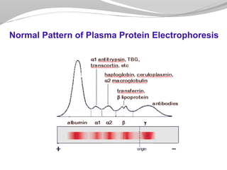 08 Plasma Proteins.ppt