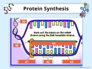 08 Protein Synthesis Doodle Notes - Answer Key.pptx