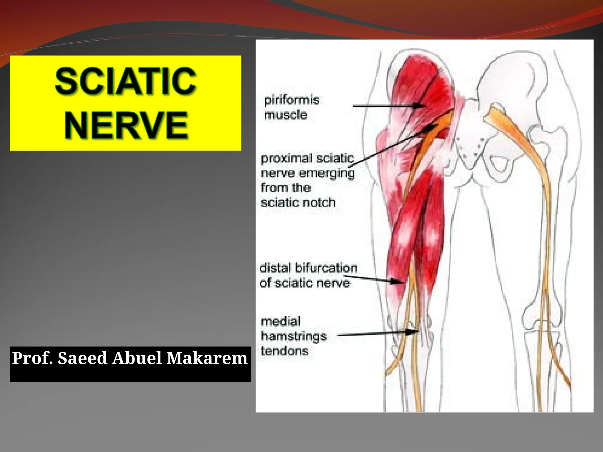 08Anatomy of the SCIATIC NERVE and it formation | PPT