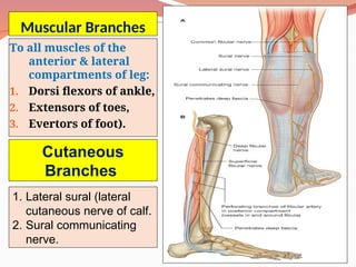 08Anatomy of the SCIATIC NERVE and it formation | PPT