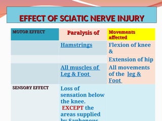 08Anatomy of the SCIATIC NERVE and it formation | PPT