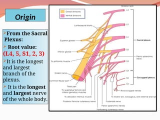08Anatomy of the SCIATIC NERVE and it formation | PPT