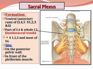 08Anatomy of the SCIATIC NERVE and it formation | PPT