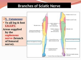 08Anatomy of the SCIATIC NERVE and it formation | PPT