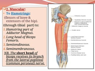 08Anatomy of the SCIATIC NERVE and it formation | PPT