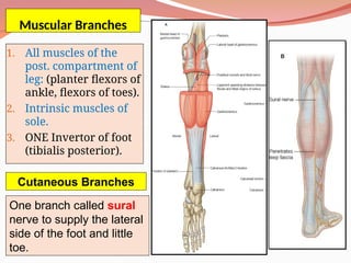 08Anatomy of the SCIATIC NERVE and it formation | PPT